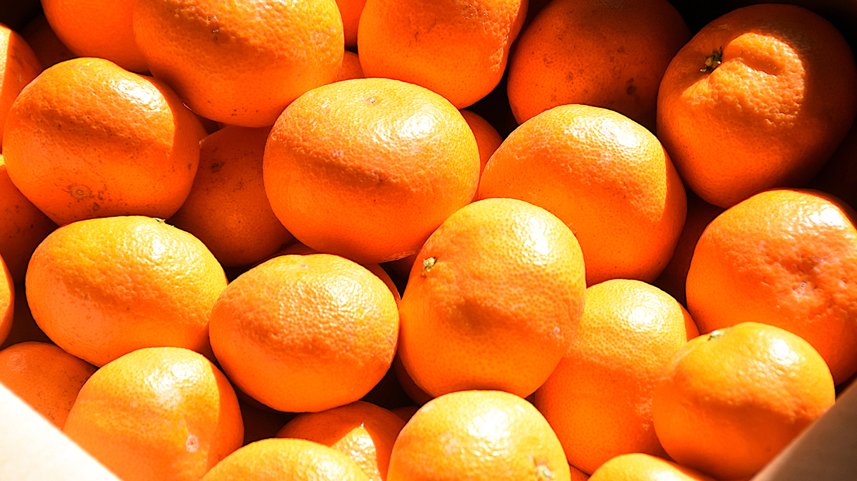 普通みかんが早生に追いつく - FoodWatchJapan