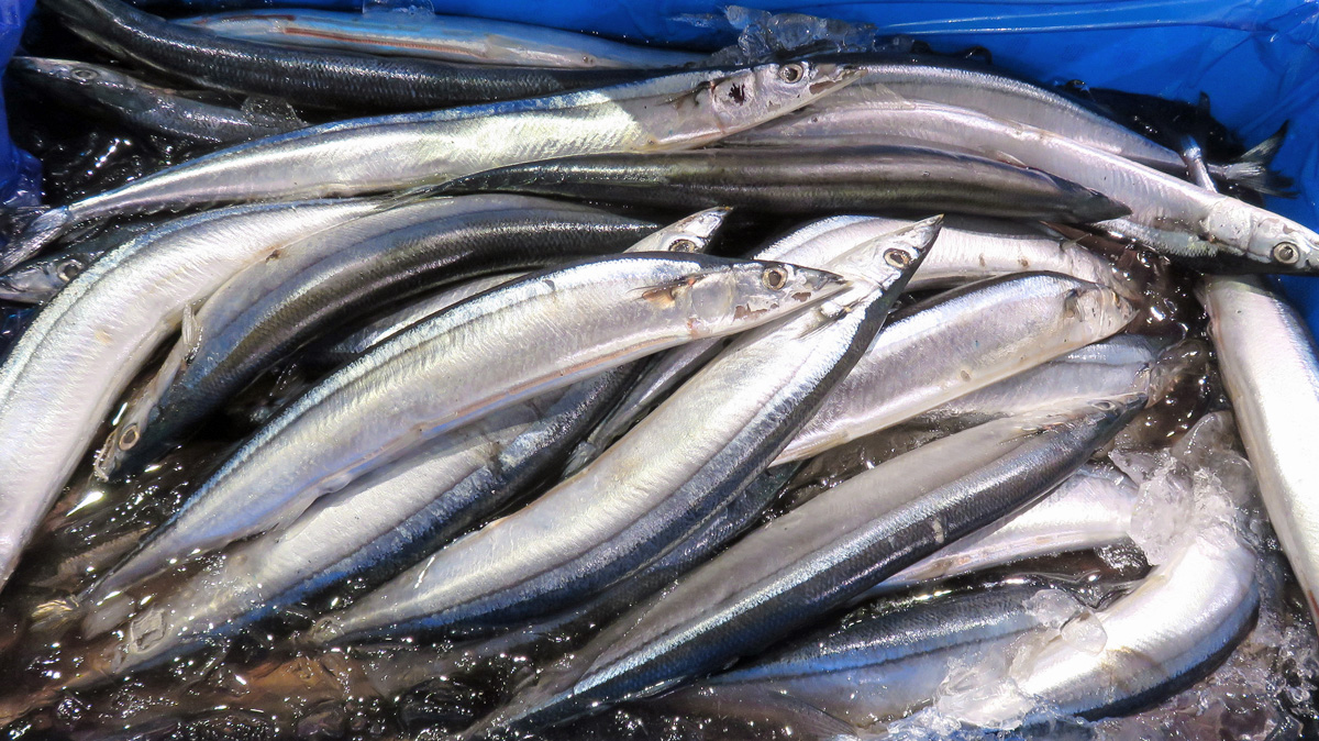 サンマ北海道主体に入荷3倍増 - FoodWatchJapan